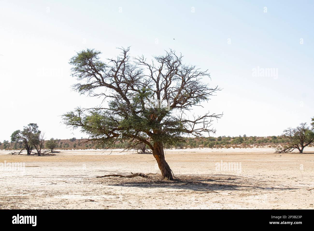 Majestic Tree of Kgalagadi transfrontier park in dry land, South Africa ...