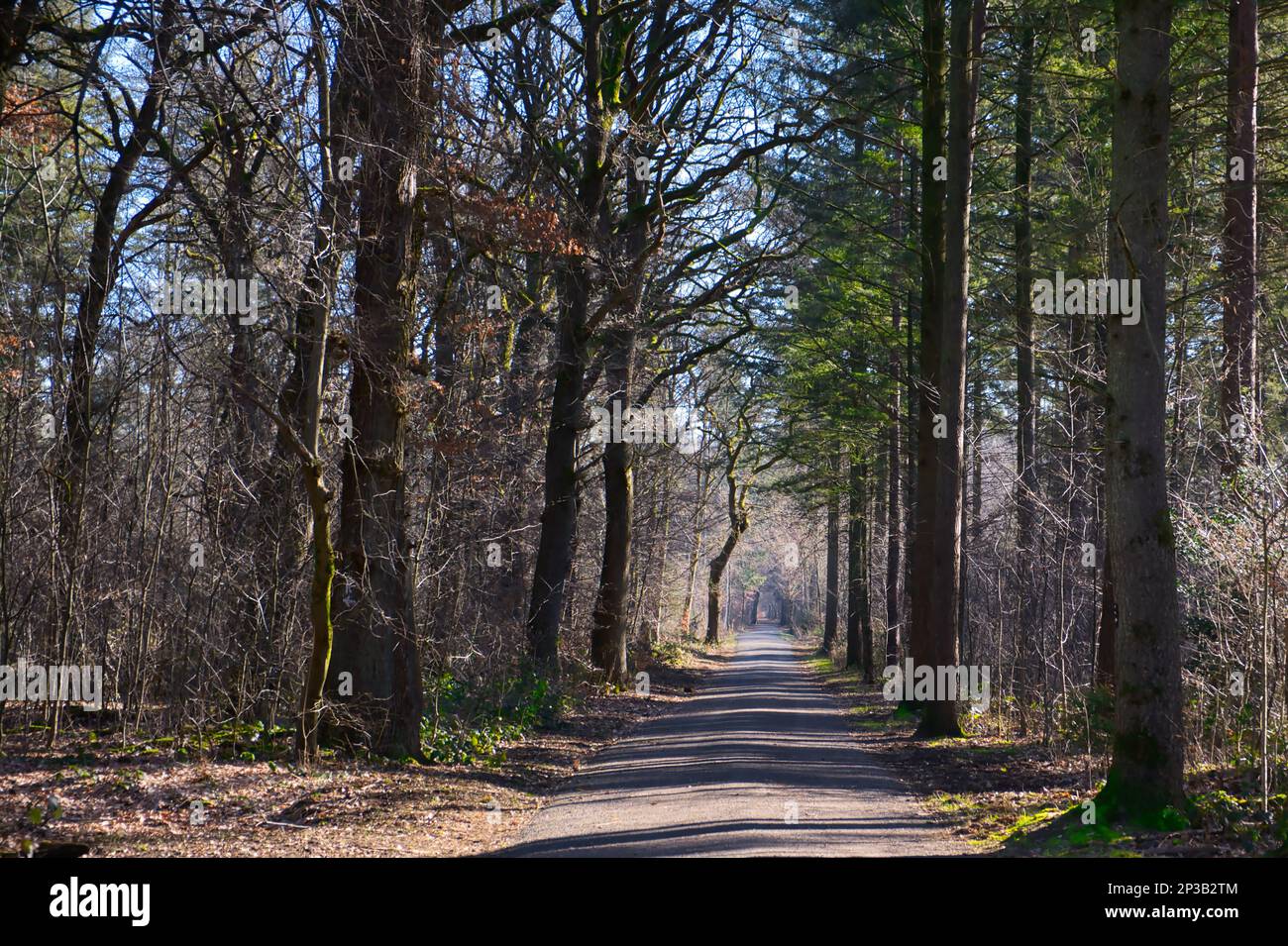 forest path in spring with blue sky, view of the forest in the early ...
