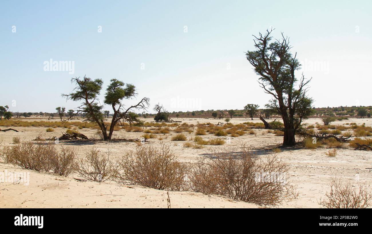 Majestic Tree of Kgalagadi transfrontier park in dry land, South Africa ...