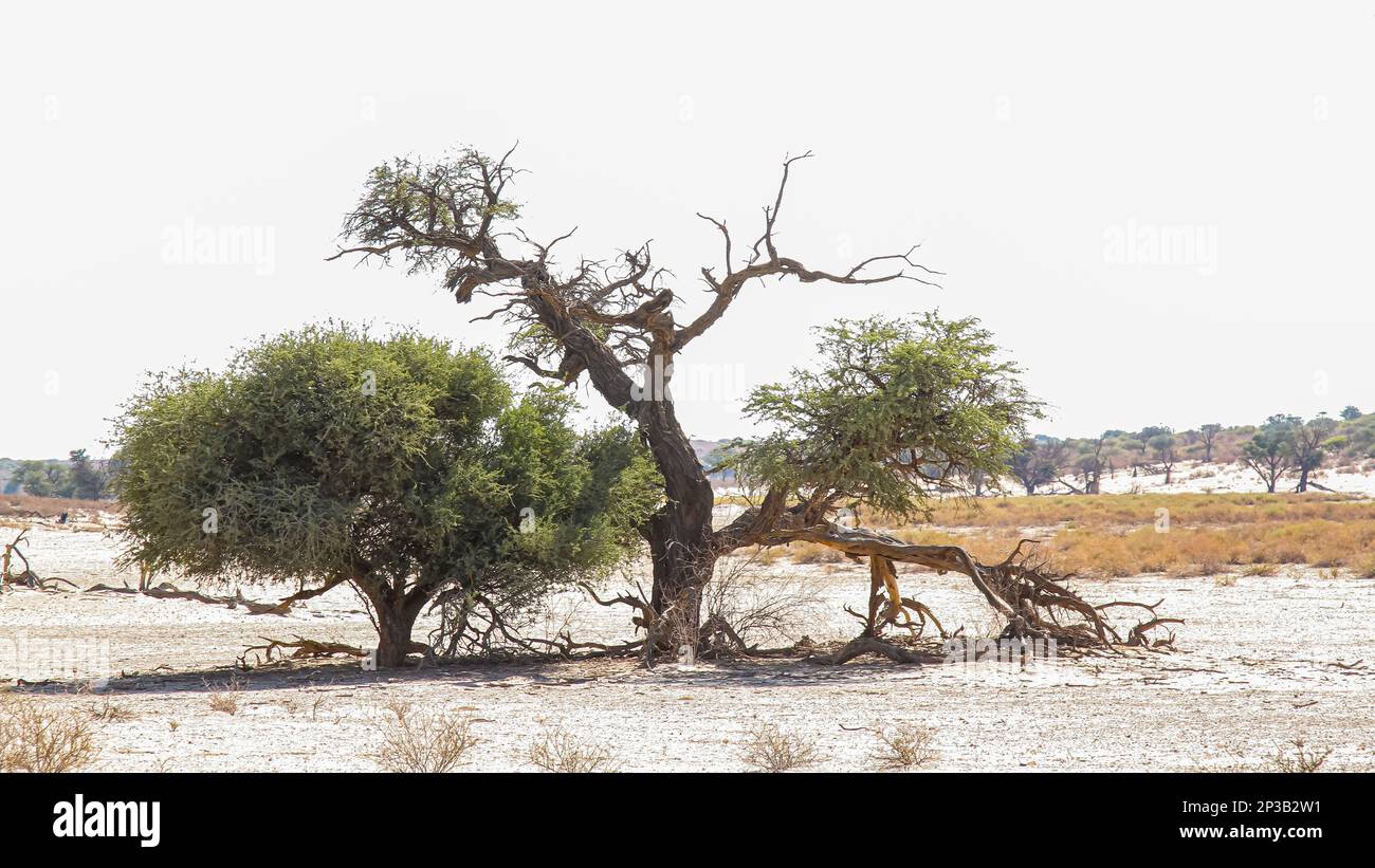 Majestic Tree of Kgalagadi transfrontier park in dry land, South Africa ...