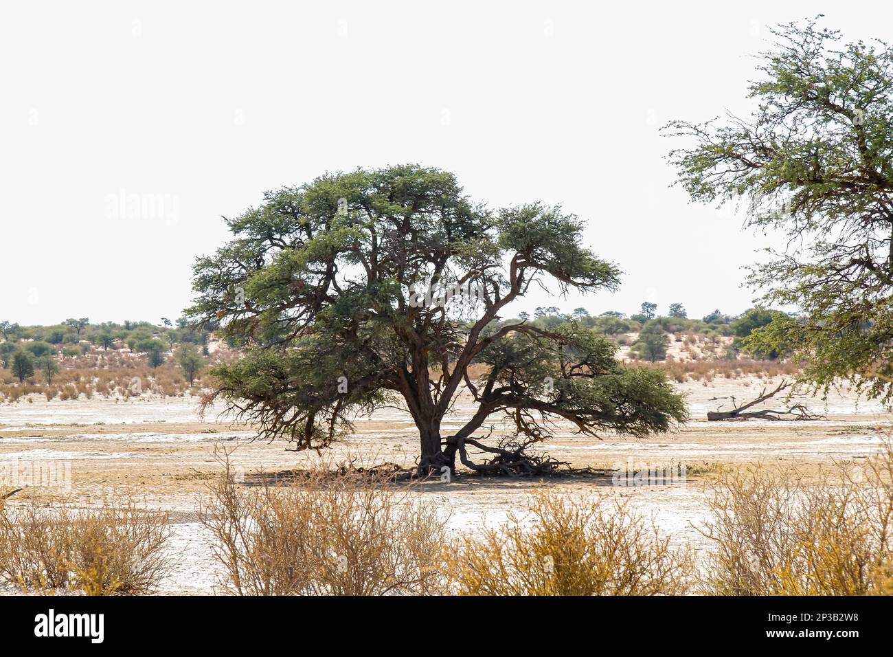 Majestic Tree of Kgalagadi transfrontier park in dry land, South Africa ...