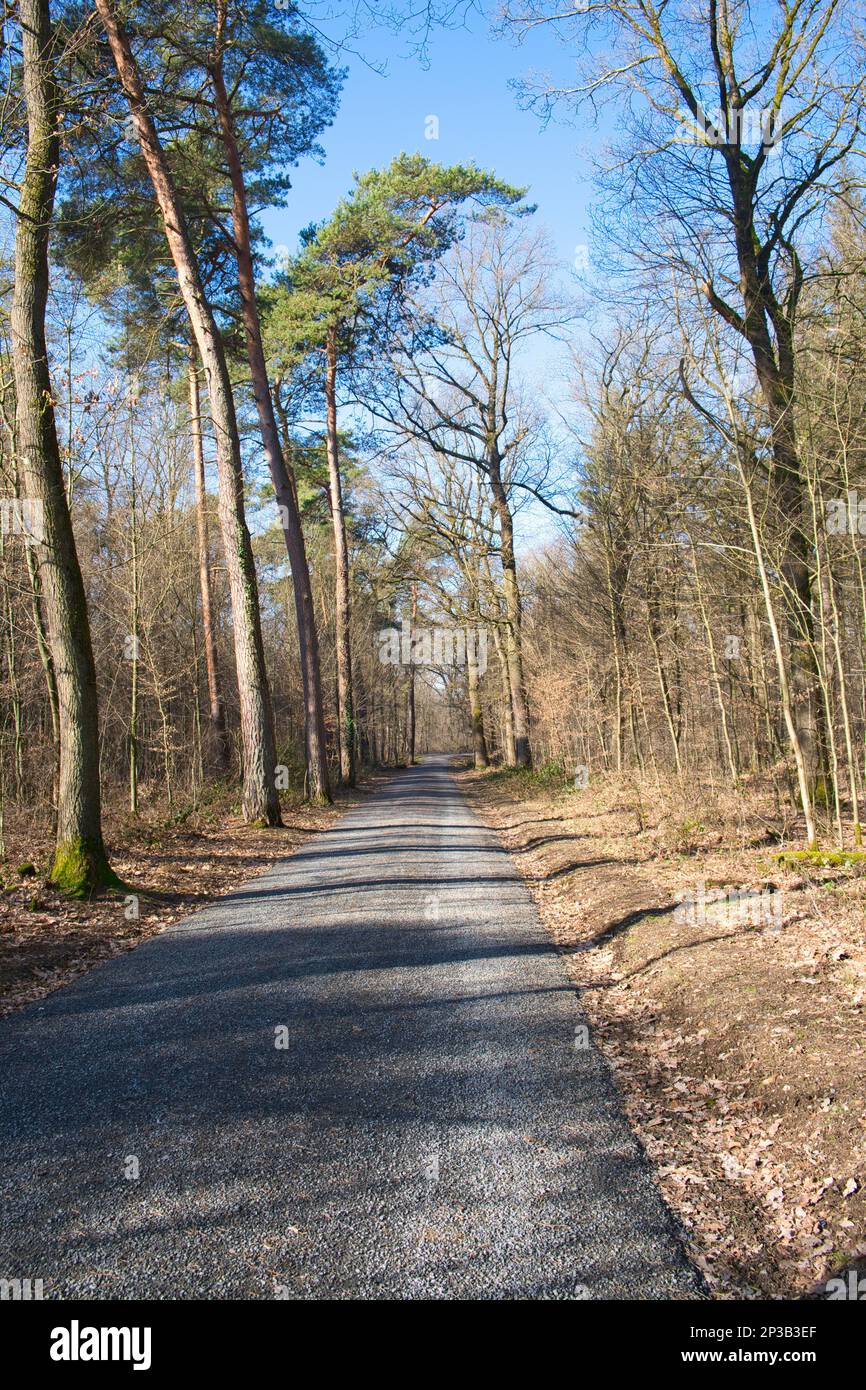 forest path in spring with blue sky, view of the forest in the early ...