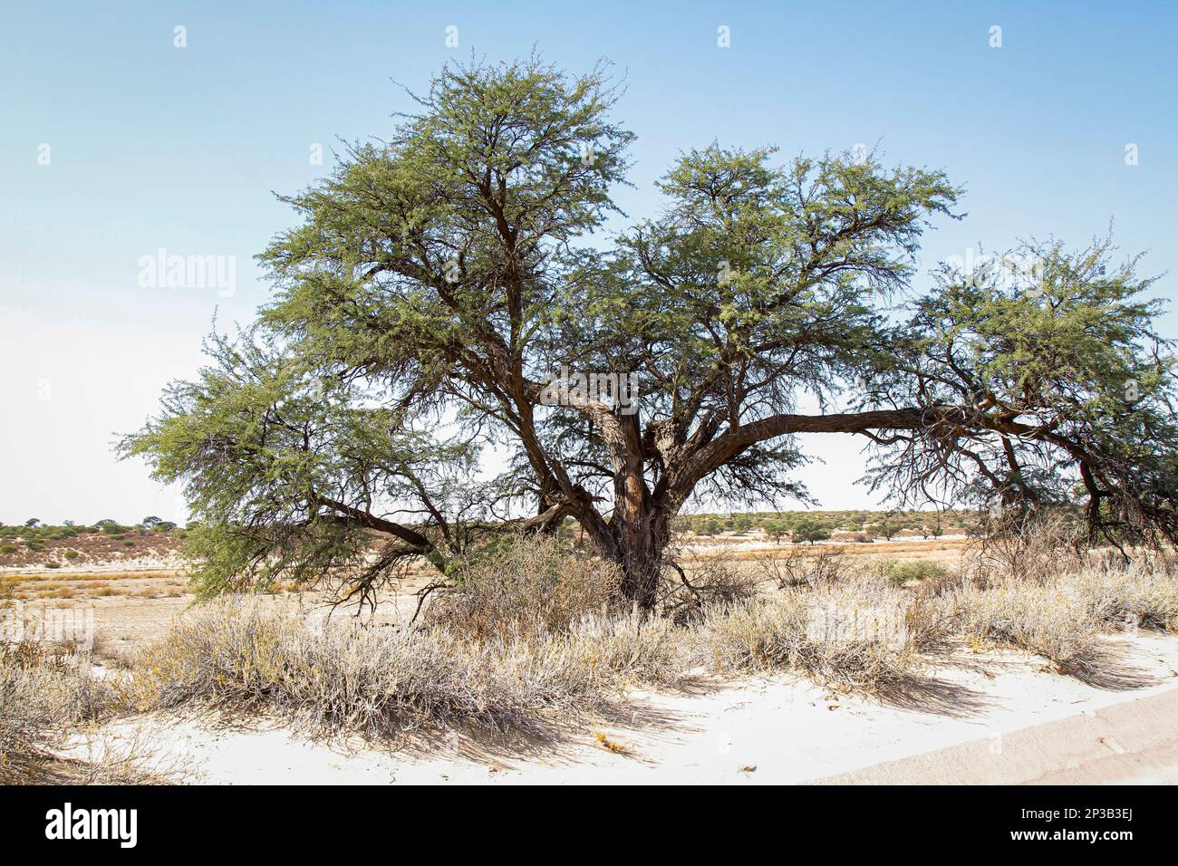 Majestic Tree of Kgalagadi transfrontier park in dry land, South Africa ...