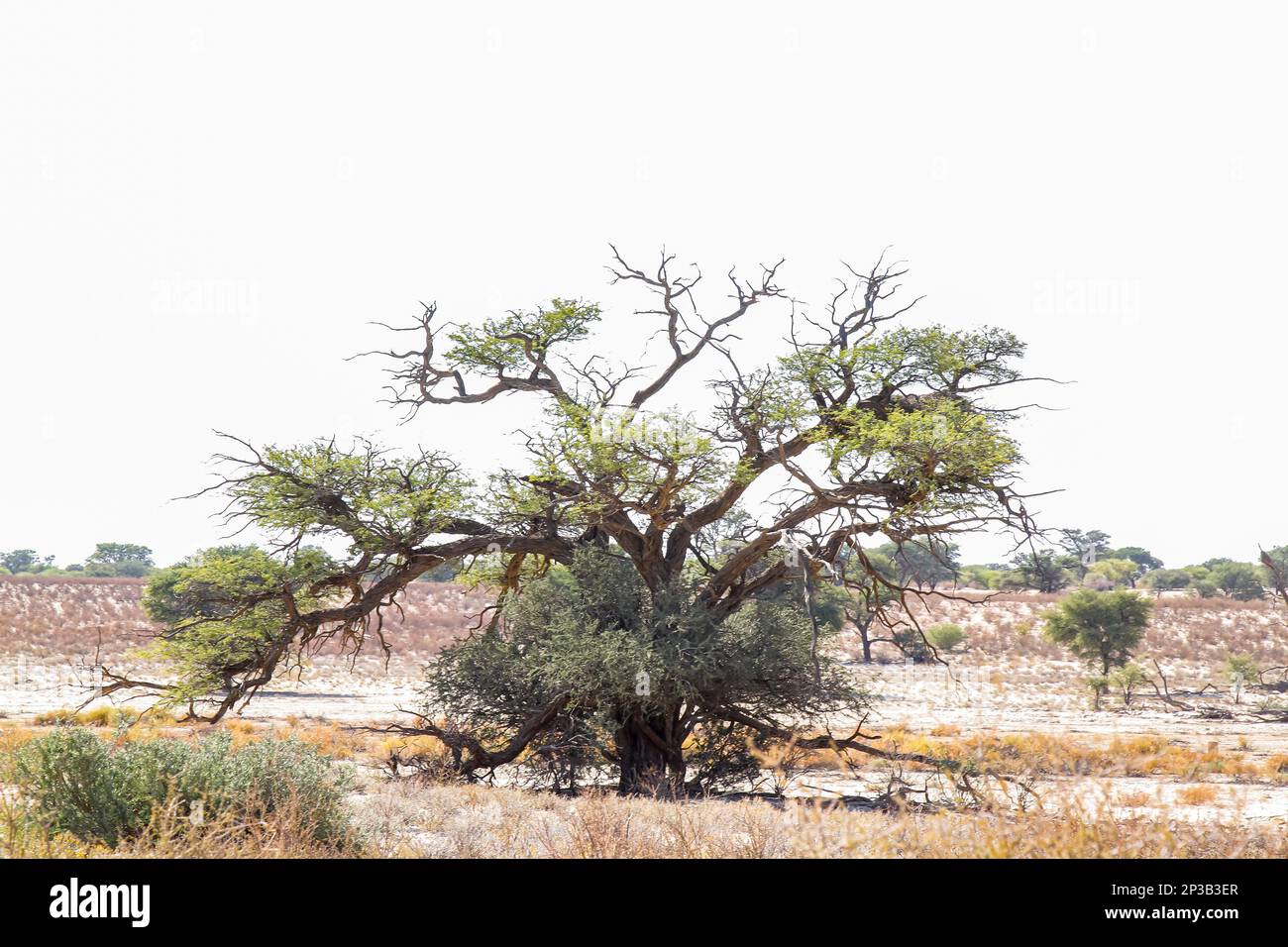 Majestic Tree of Kgalagadi transfrontier park in dry land, South Africa ...
