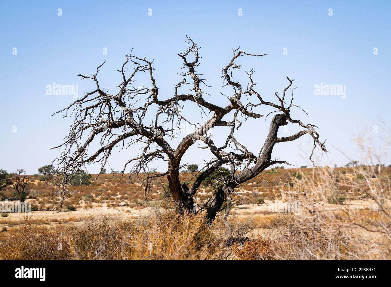 Scenery with dead tree in Kgalagadi transfrontier park, South Africa ...
