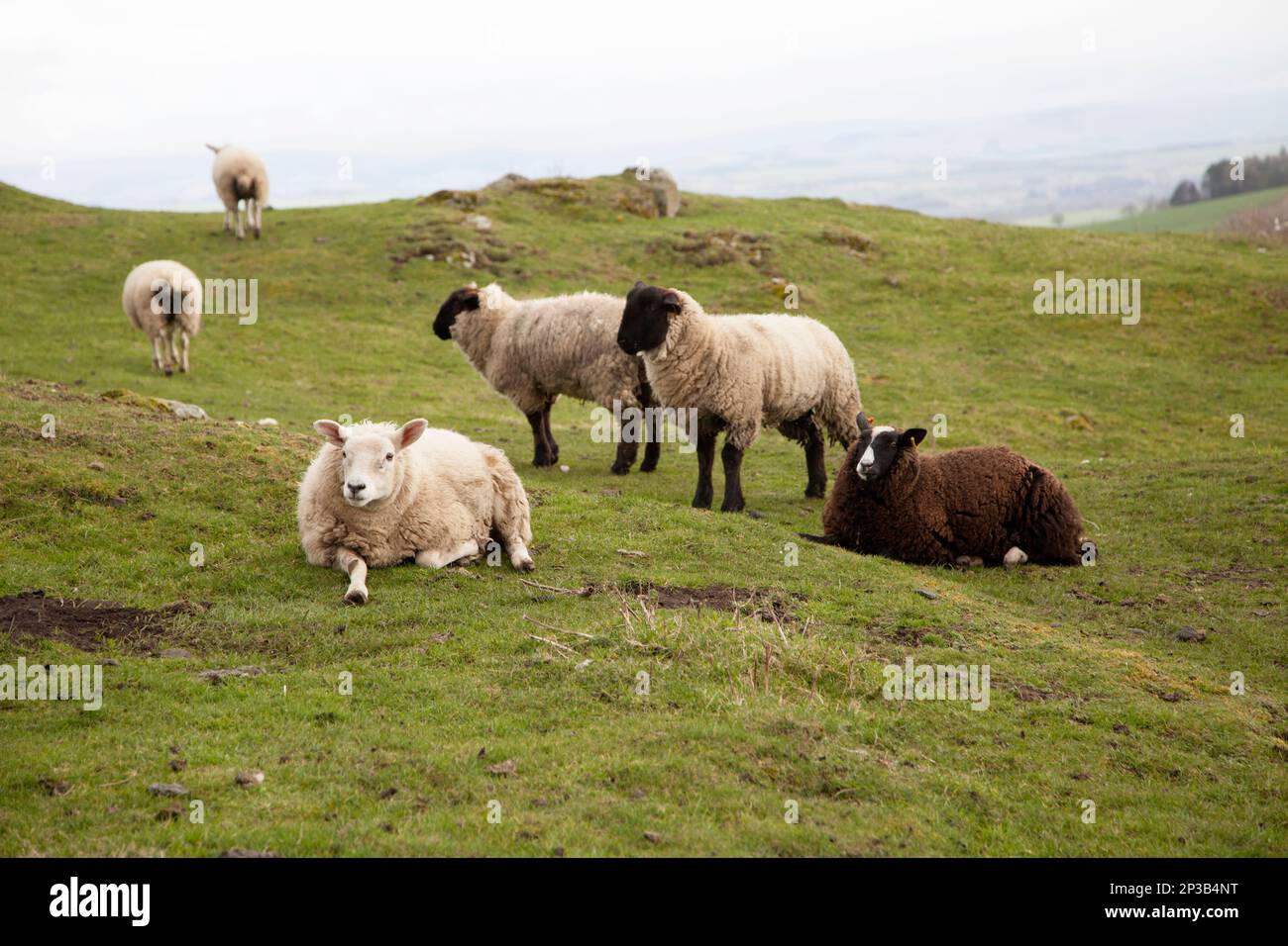 Flock of mixed breeds of sheep Stock Photo - Alamy