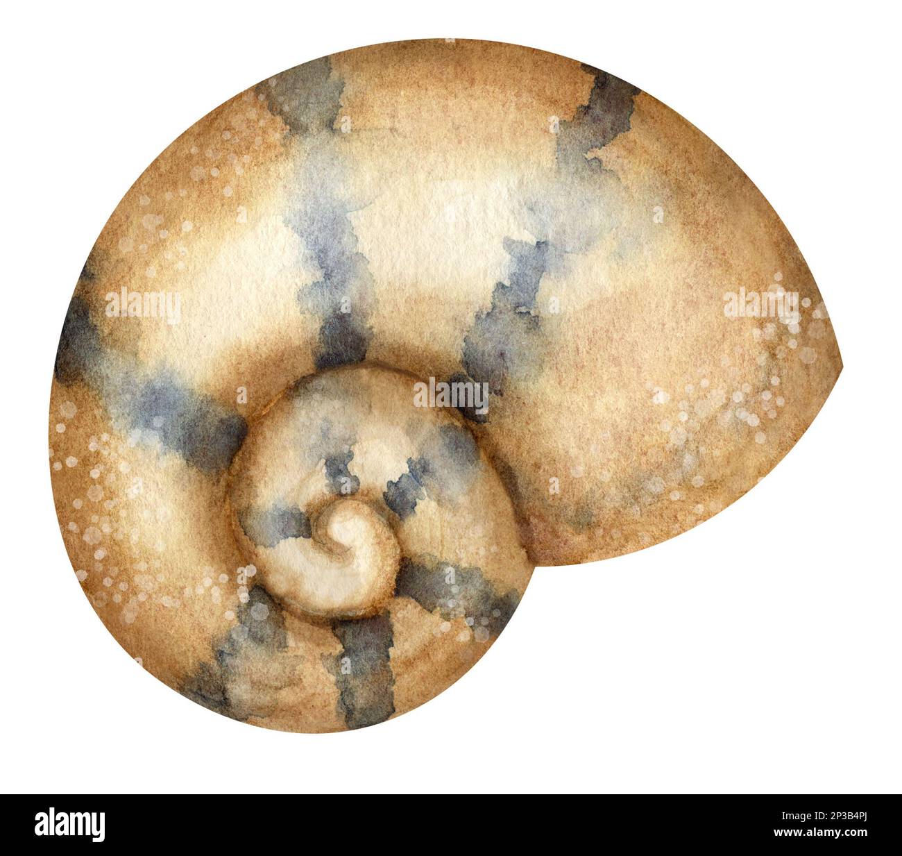 Hand paint watercolor Seashell. Hand drawn illustration of Sea Shell on ...