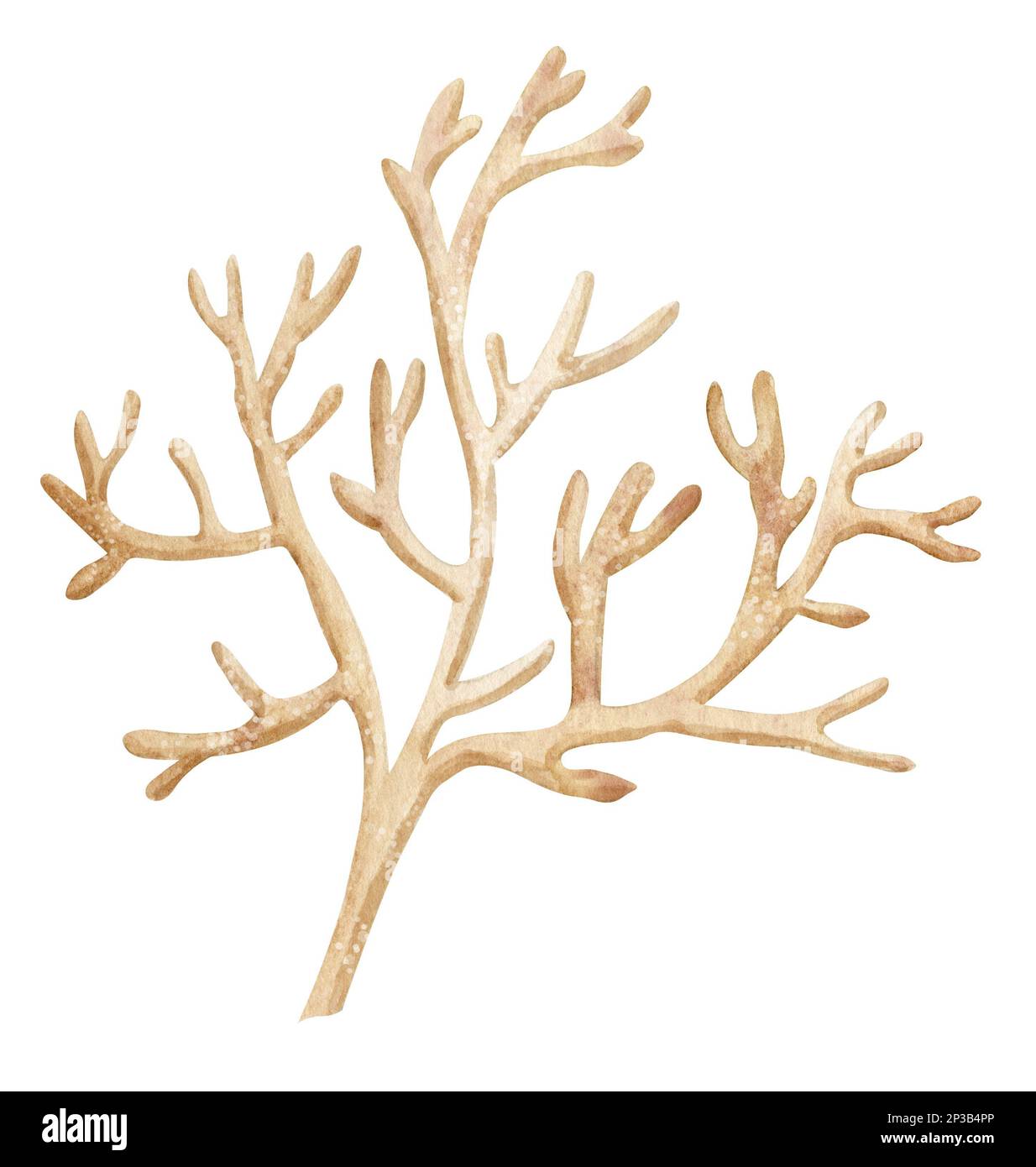 Watercolor sea Coral in pastel beige colors. Hand drawn illustration on ...