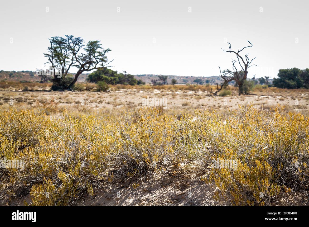 Scrubland scenery in Kgalagadi transfrontier park, South Africa Stock ...