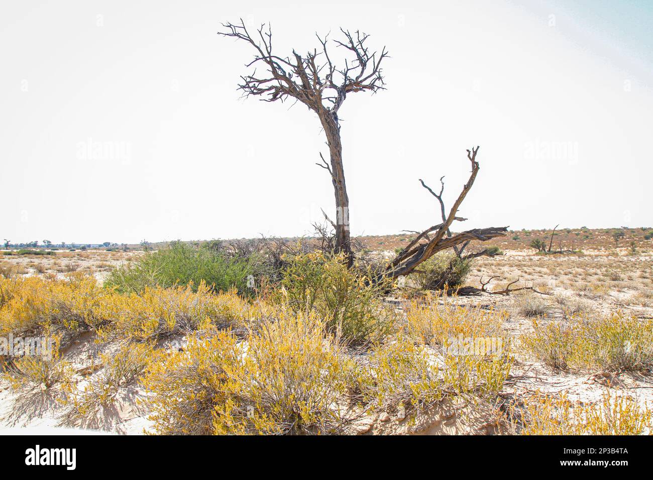 Scenery with dead tree in Kgalagadi transfrontier park, South Africa ...