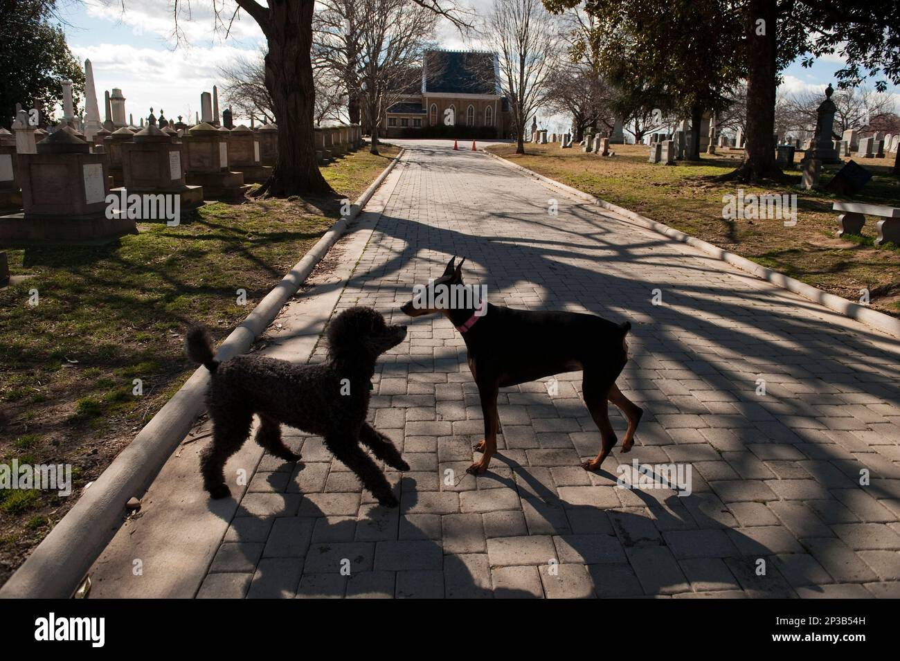 UNITED STATES - FEBRUARY 23: Roxy, right, a Doberman Pinscher, plays ...
