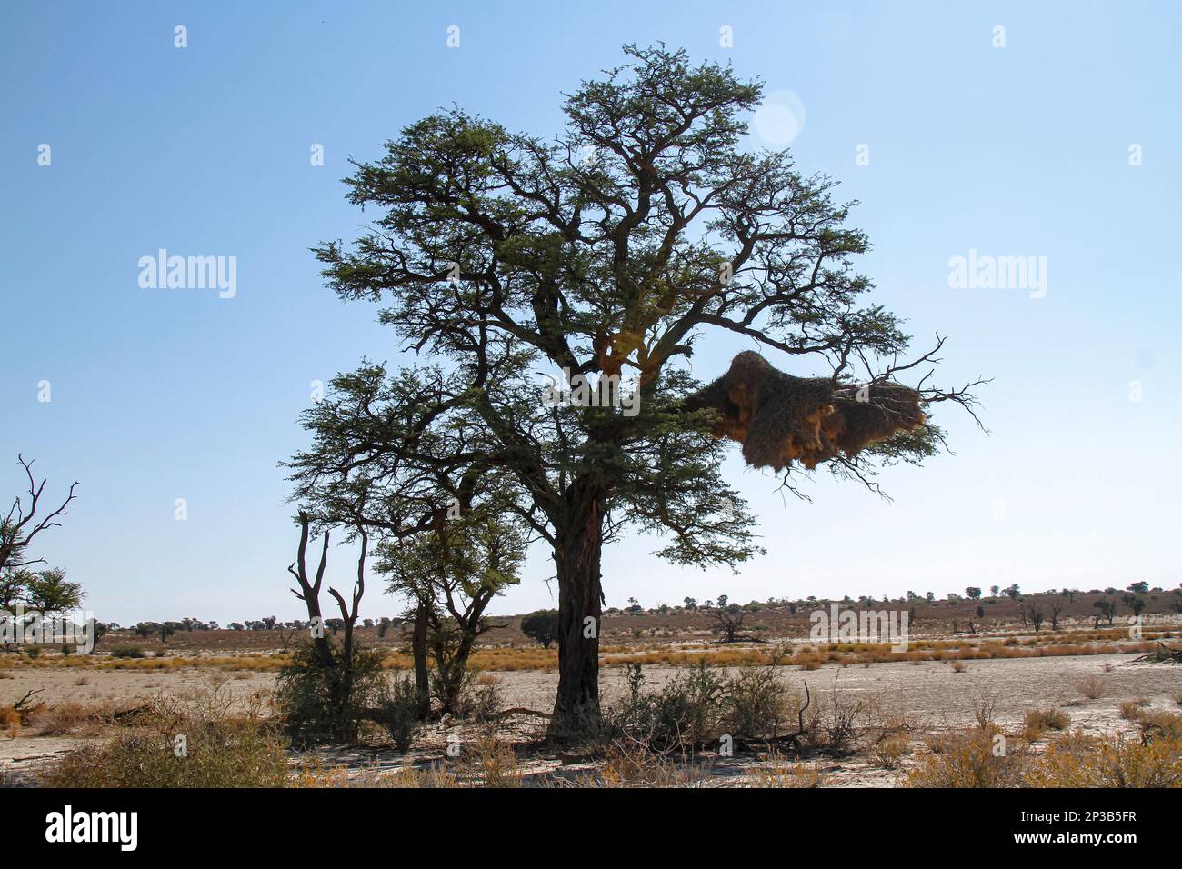 Tree of Kgalagadi transfrontier park, South Africa Stock Photo - Alamy