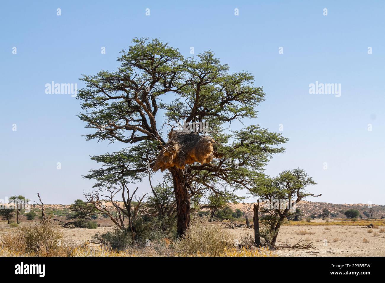 Tree of Kgalagadi transfrontier park, South Africa Stock Photo - Alamy