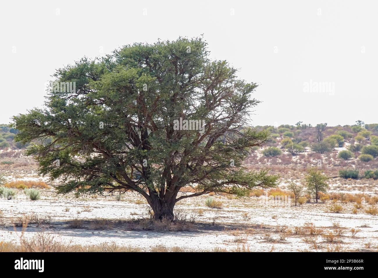 Tree of Kgalagadi transfrontier park, South Africa Stock Photo - Alamy
