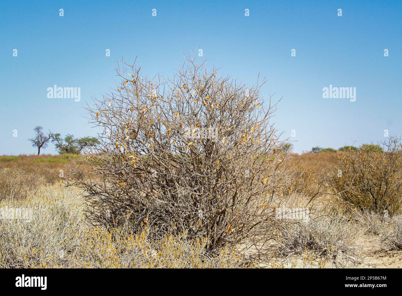 Shrub plant in Kgalagadi transfrontier park, South Africa Stock Photo ...