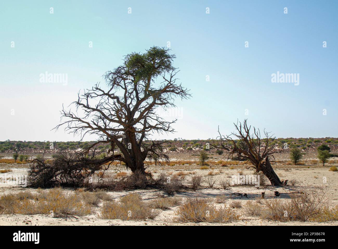Scenery with dead tree in Kgalagadi transfrontier park, South Africa ...