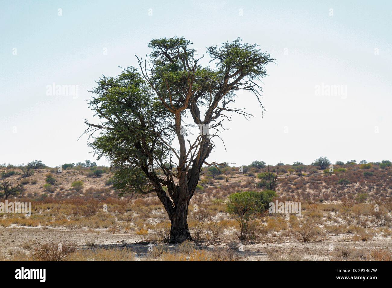 Tree of Kgalagadi transfrontier park, South Africa Stock Photo - Alamy