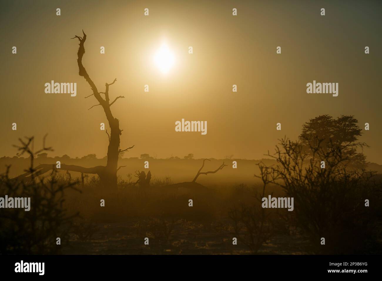 Sunrise misty scenery with dead trees in Kgalagadi transfrontier park ...