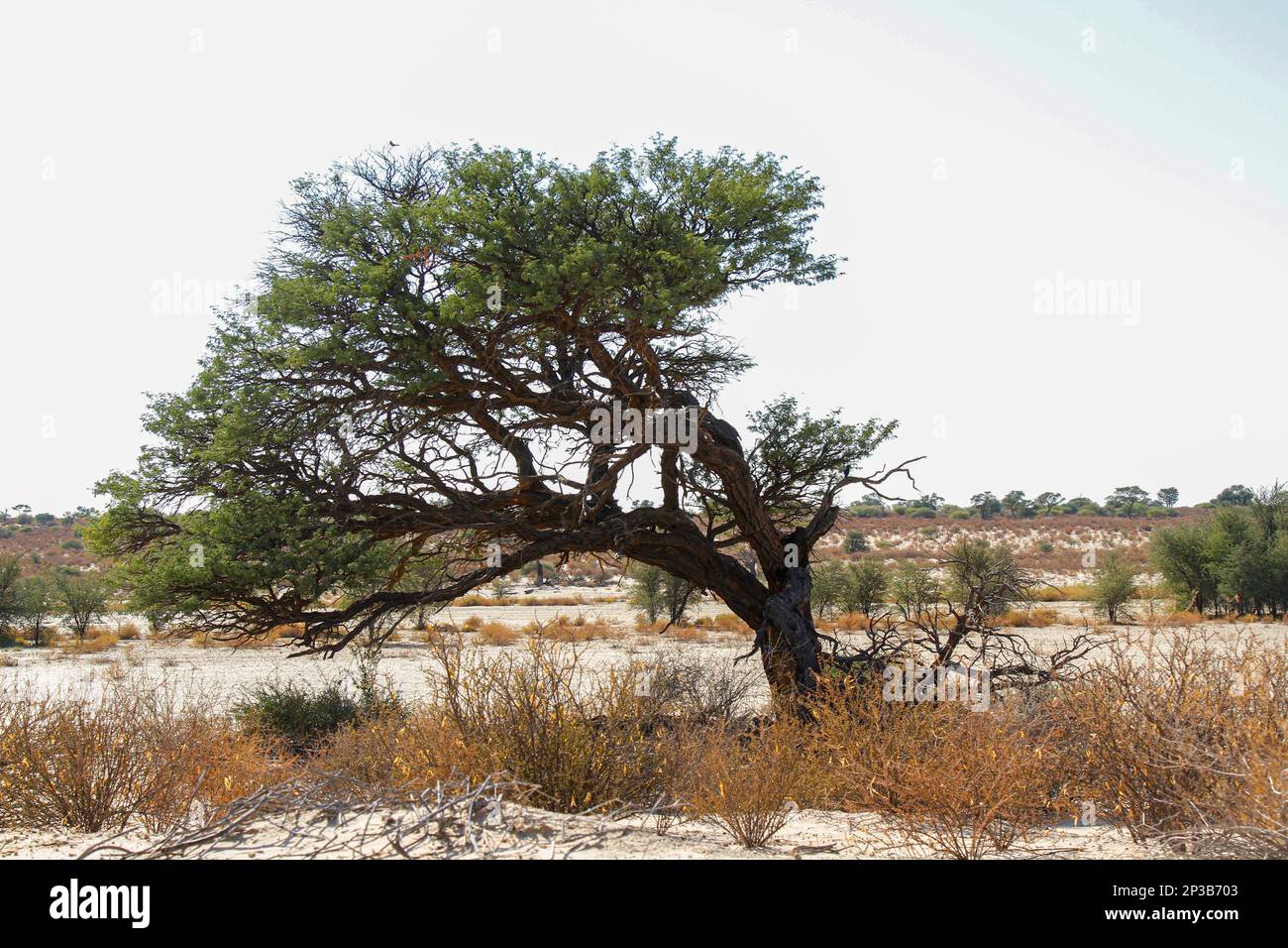 Tree of Kgalagadi transfrontier park, South Africa Stock Photo - Alamy