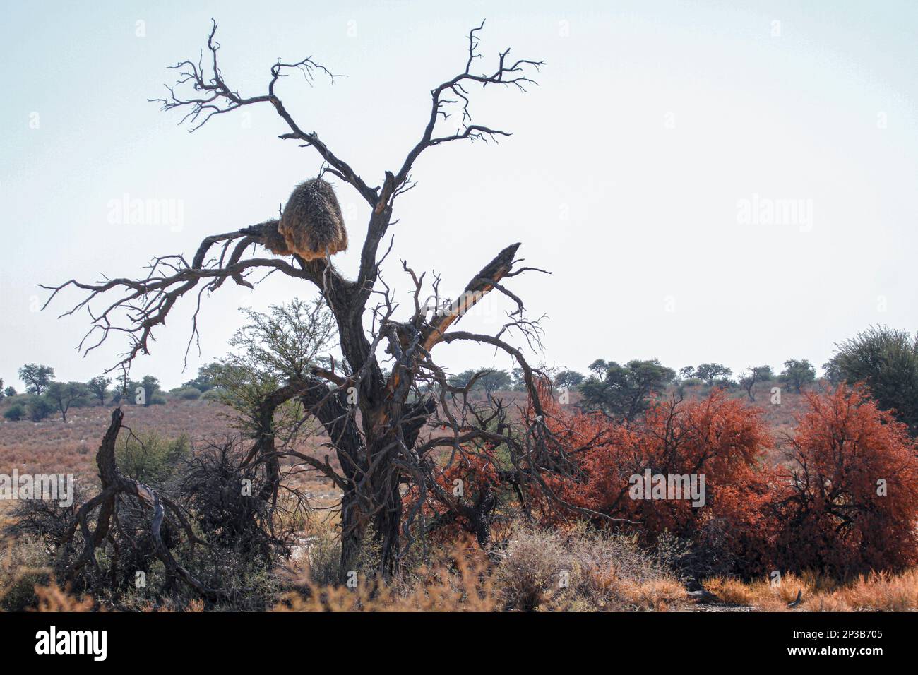 Scenery with dead tree in Kgalagadi transfrontier park, South Africa ...