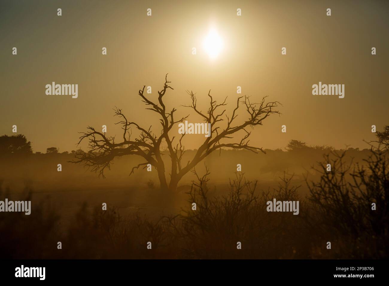 Sunrise misty scenery with dead trees in Kgalagadi transfrontier park ...