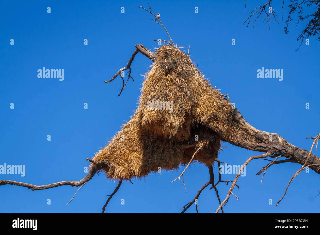 Sociable Weaver nest in Kgalagadi transfrontier park, South Africa ...
