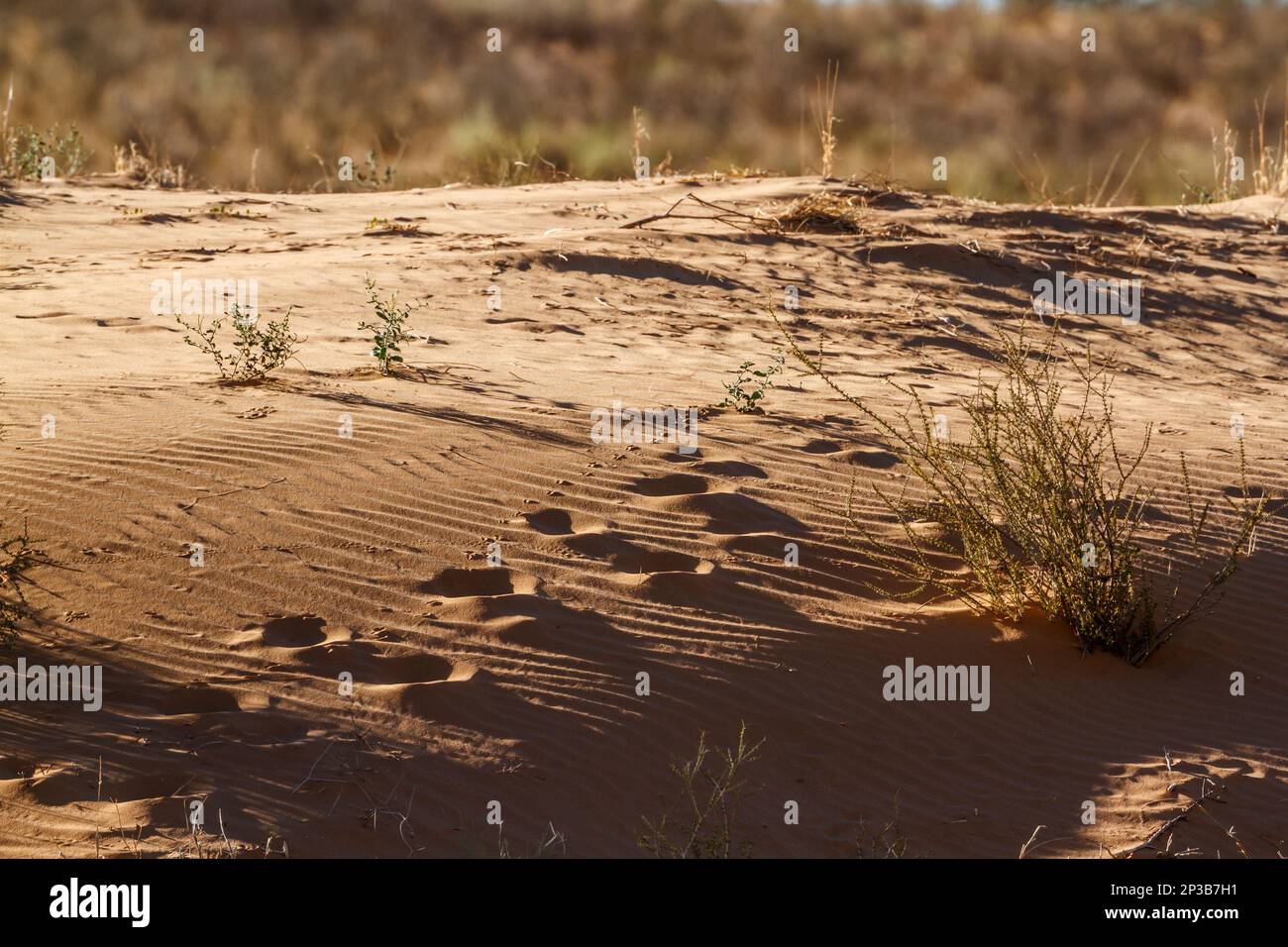 Animals track in sand dune in Kgalagadi transfrontier park, South ...