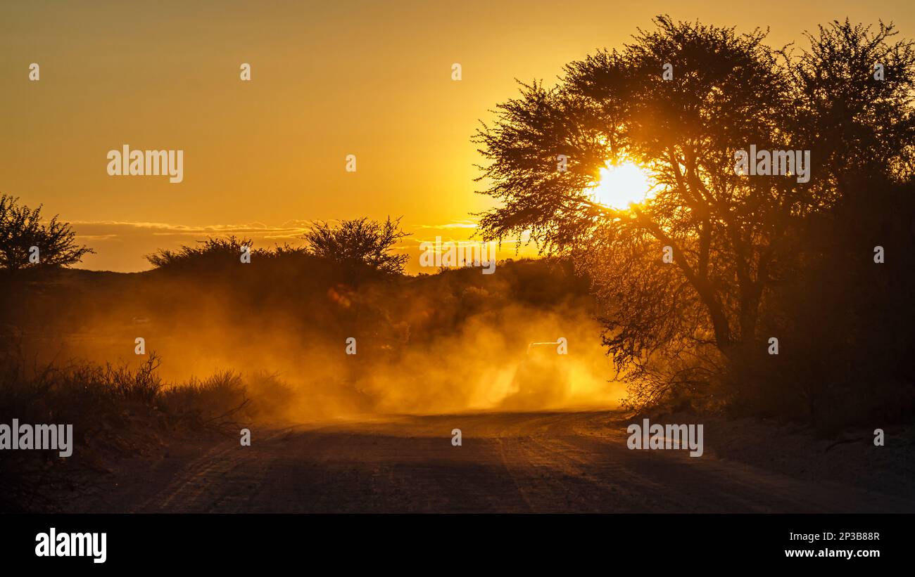 Sunset scenery with dust of car safari in Kgalagadi transfrontier park ...