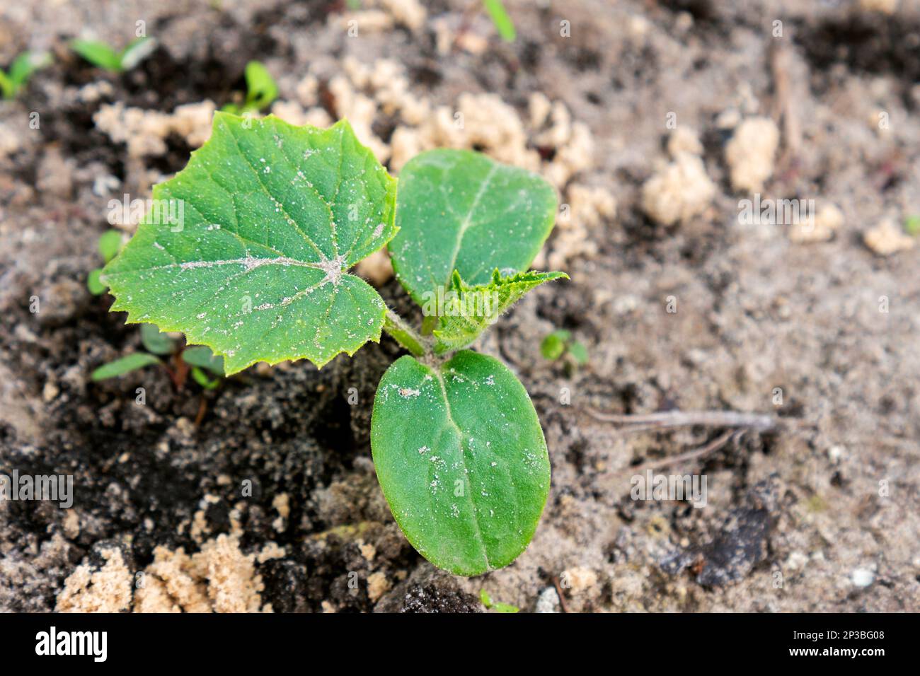 young green sprouts in the ground. Cucumber shoots. Green leaves. Black ...
