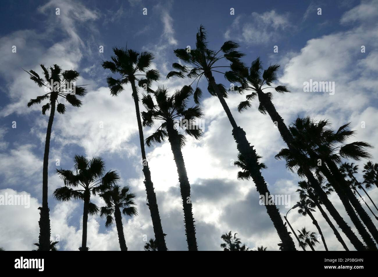 Santa Monica, California, USA 4th March 2023 Palm Trees at The 2023 ...