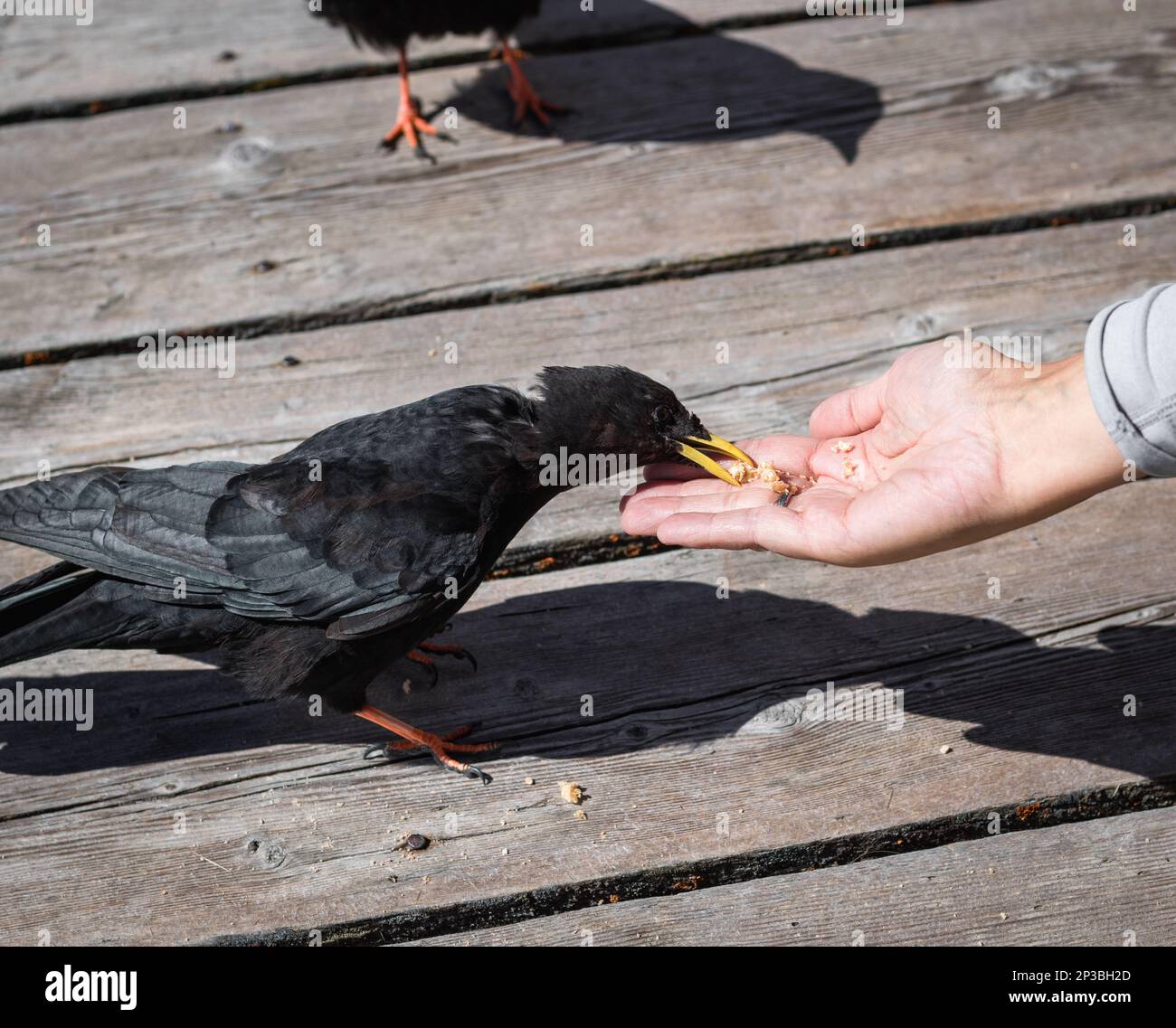 Pyrrhocorax graculus, the birds calmly eat at the hand of the tourist ...