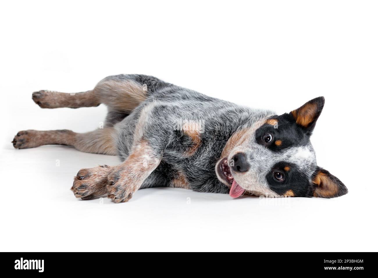 Funny puppy of australian cattle dog or blue heeler lying down and ...