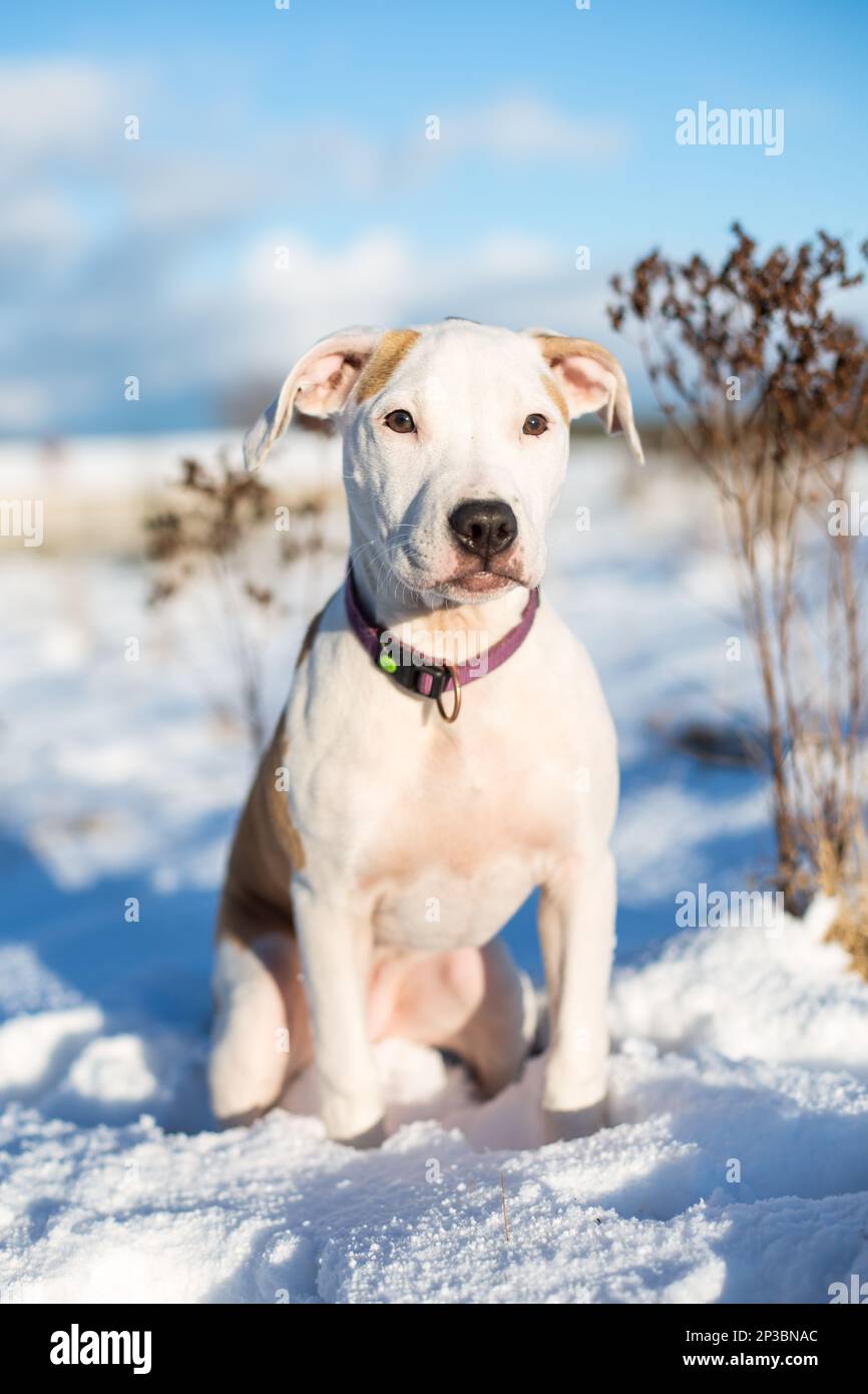 White American Pit Bull Terrier puppy in the snow Stock Photo - Alamy