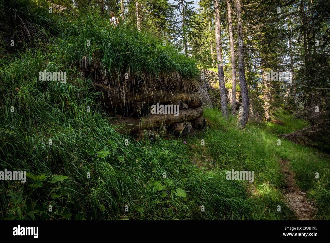 Abandoned, destoyed concrete bunker with embrasure in summer forest ...
