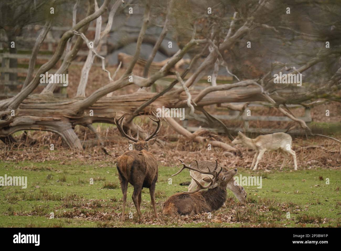 Red and fallow deer at Bradgate Park in Leicestershire. Picture date ...