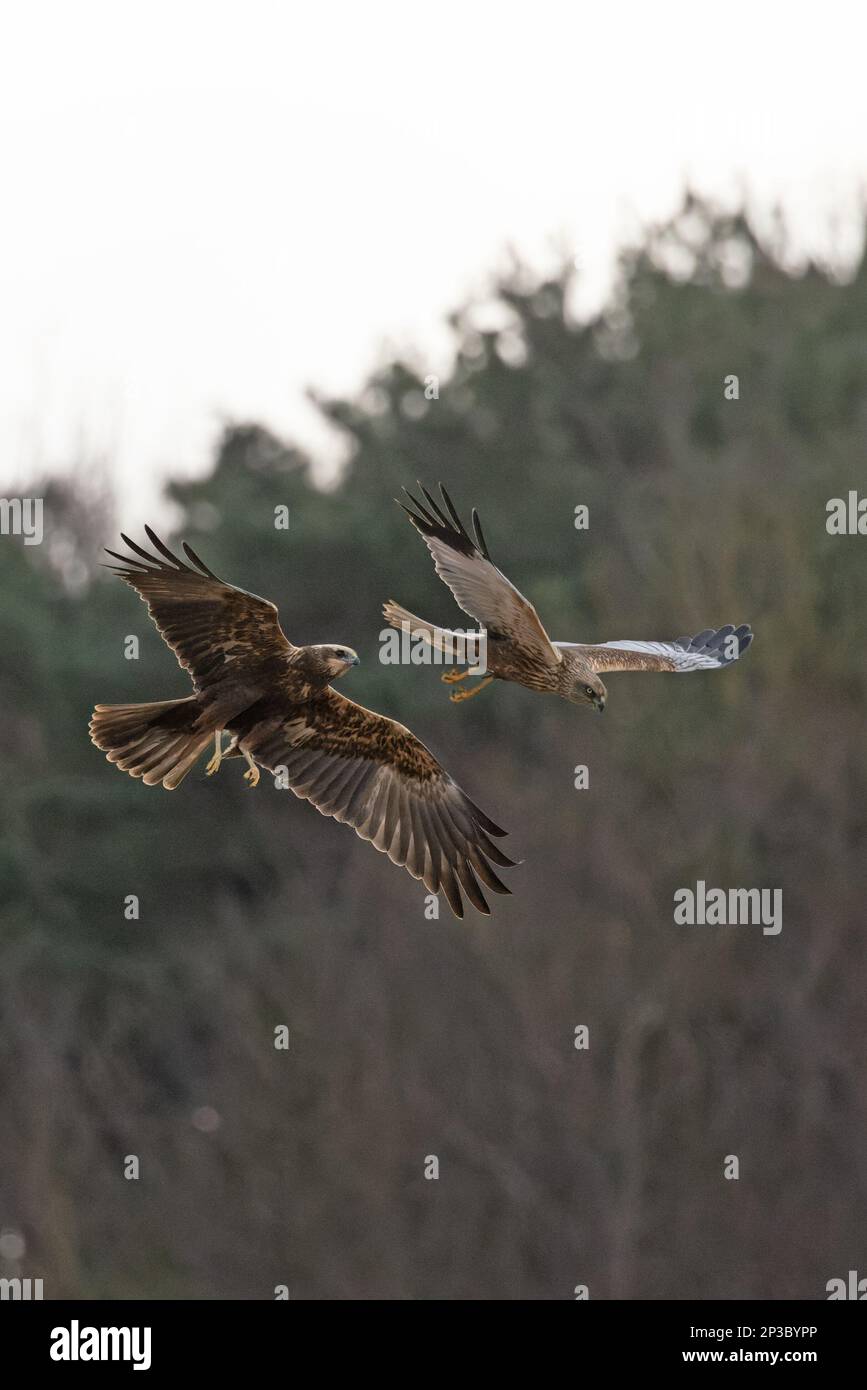 Marsh Harrier (Circus aeruginosus) pair flying together Cley Marshes ...