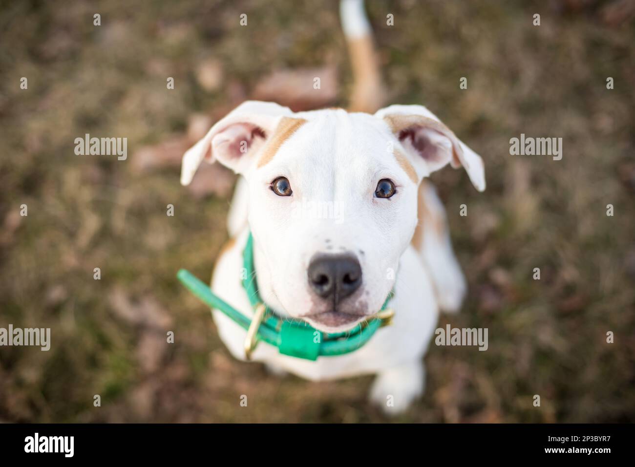 Puppy dog with camera hi-res stock photography and images - Alamy