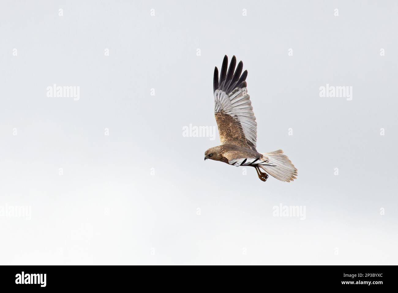 Marsh Harrier (Circus aeruginosus) male flying Cley Marshes Norfolk UK ...