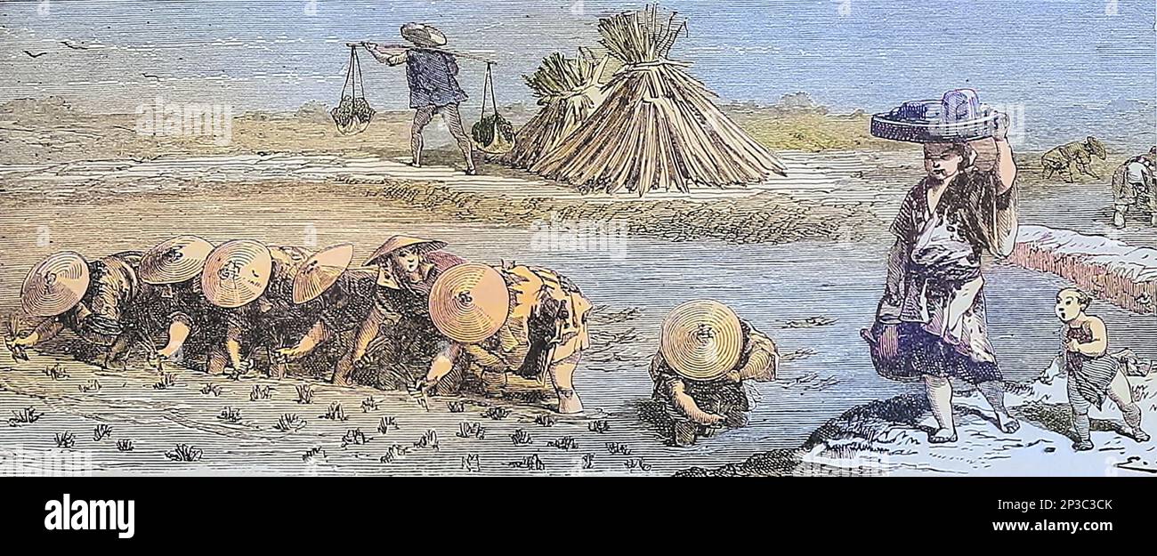 Working in the rice paddy Book XX Indo-China from Cyclopedia universal ...