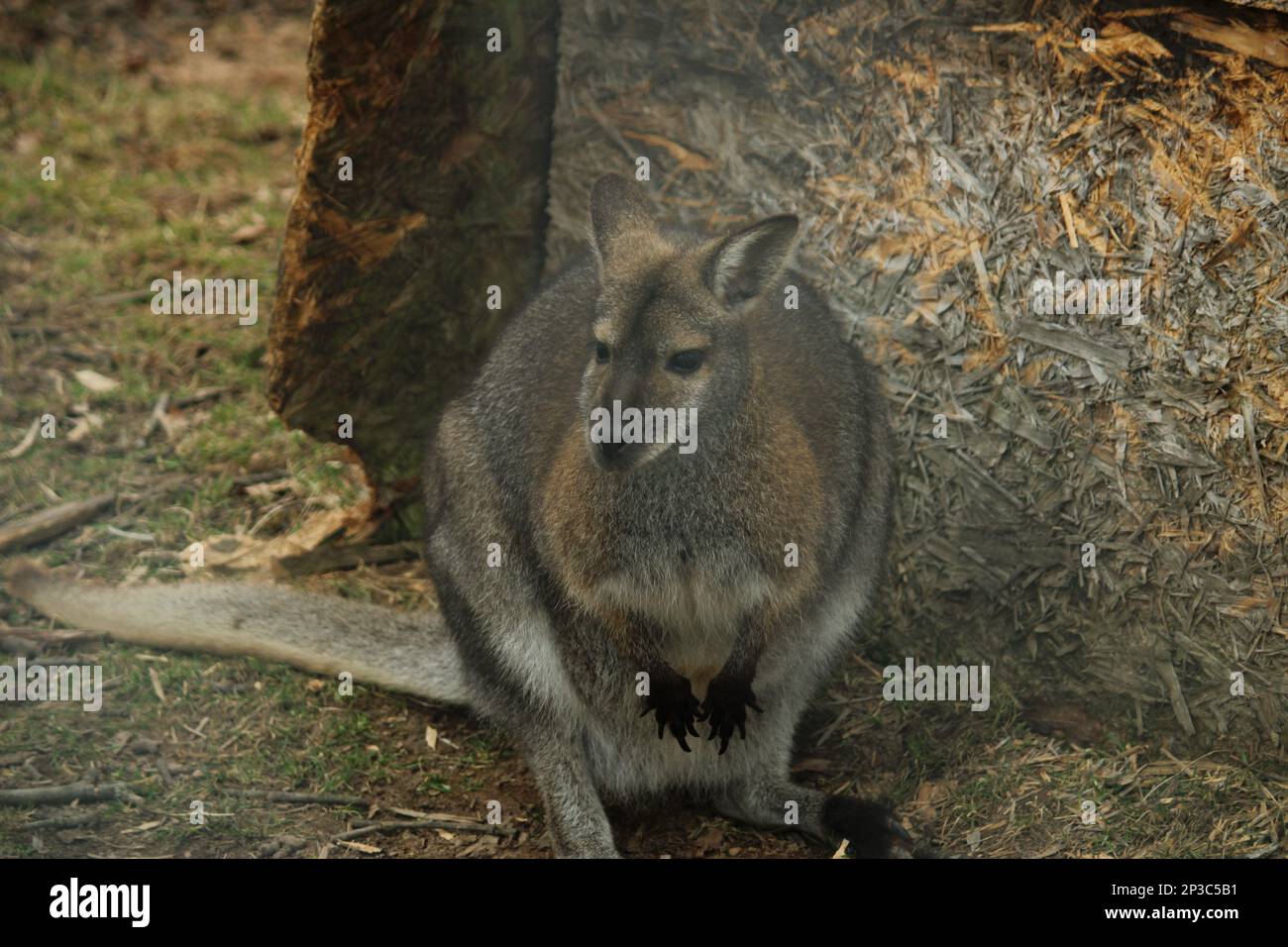 Kangaroo water hi-res stock photography and images - Alamy