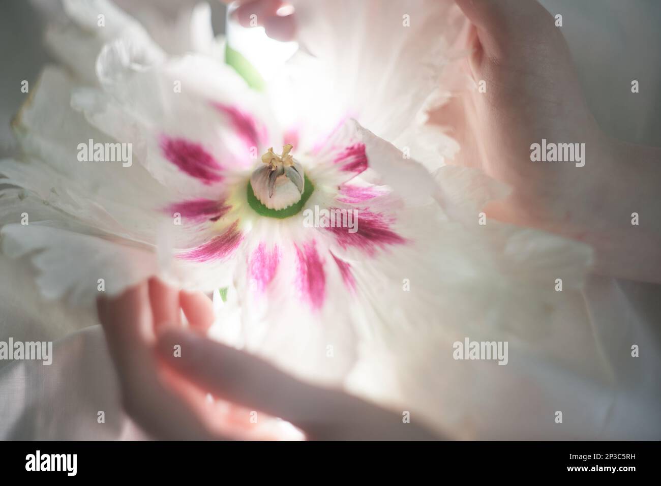 Beautiful spring aesthetics concept. Girls hands holding tender white ...