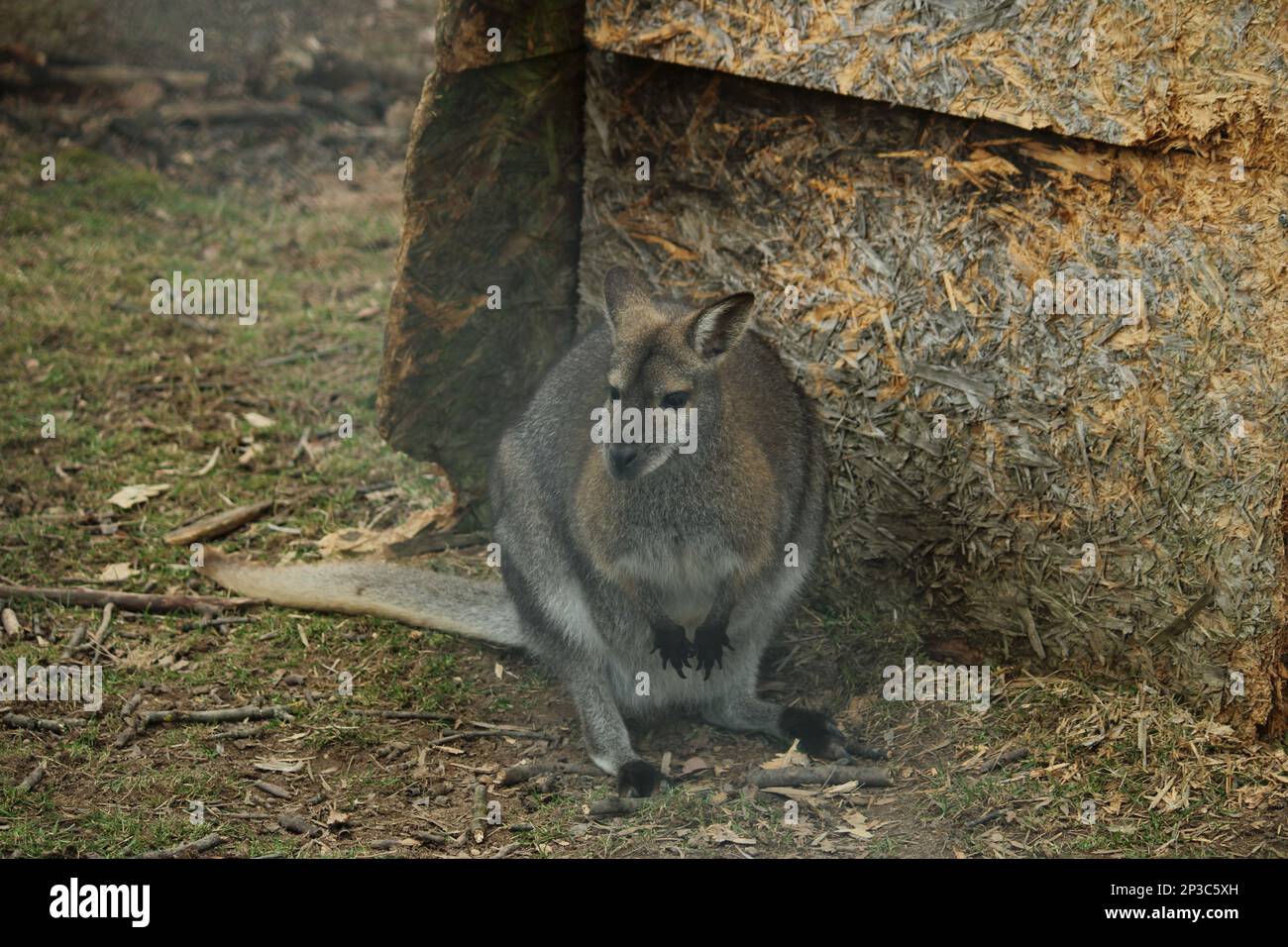 Kangaroo eye hi-res stock photography and images - Alamy