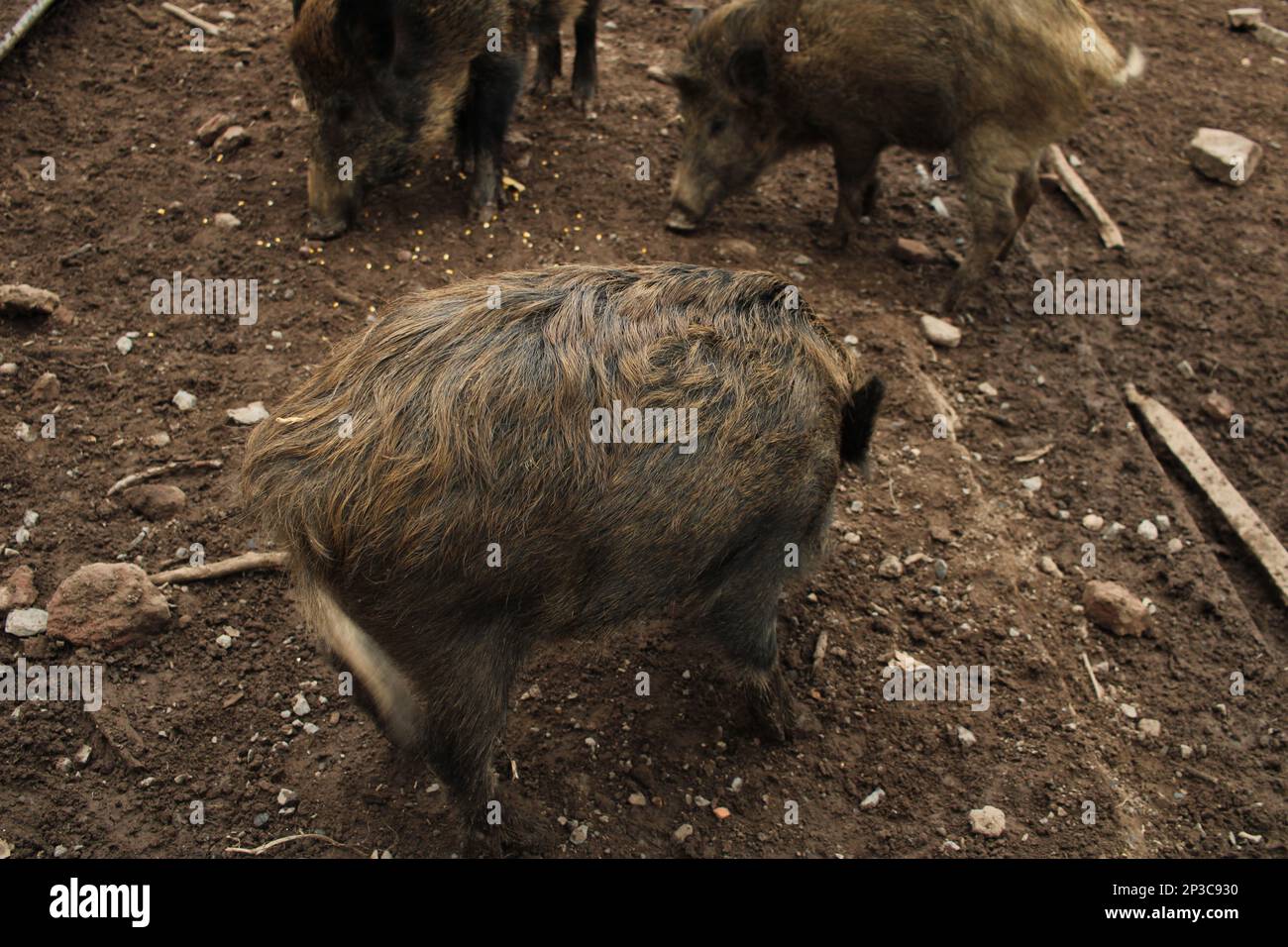 Boar eyes hi-res stock photography and images - Alamy