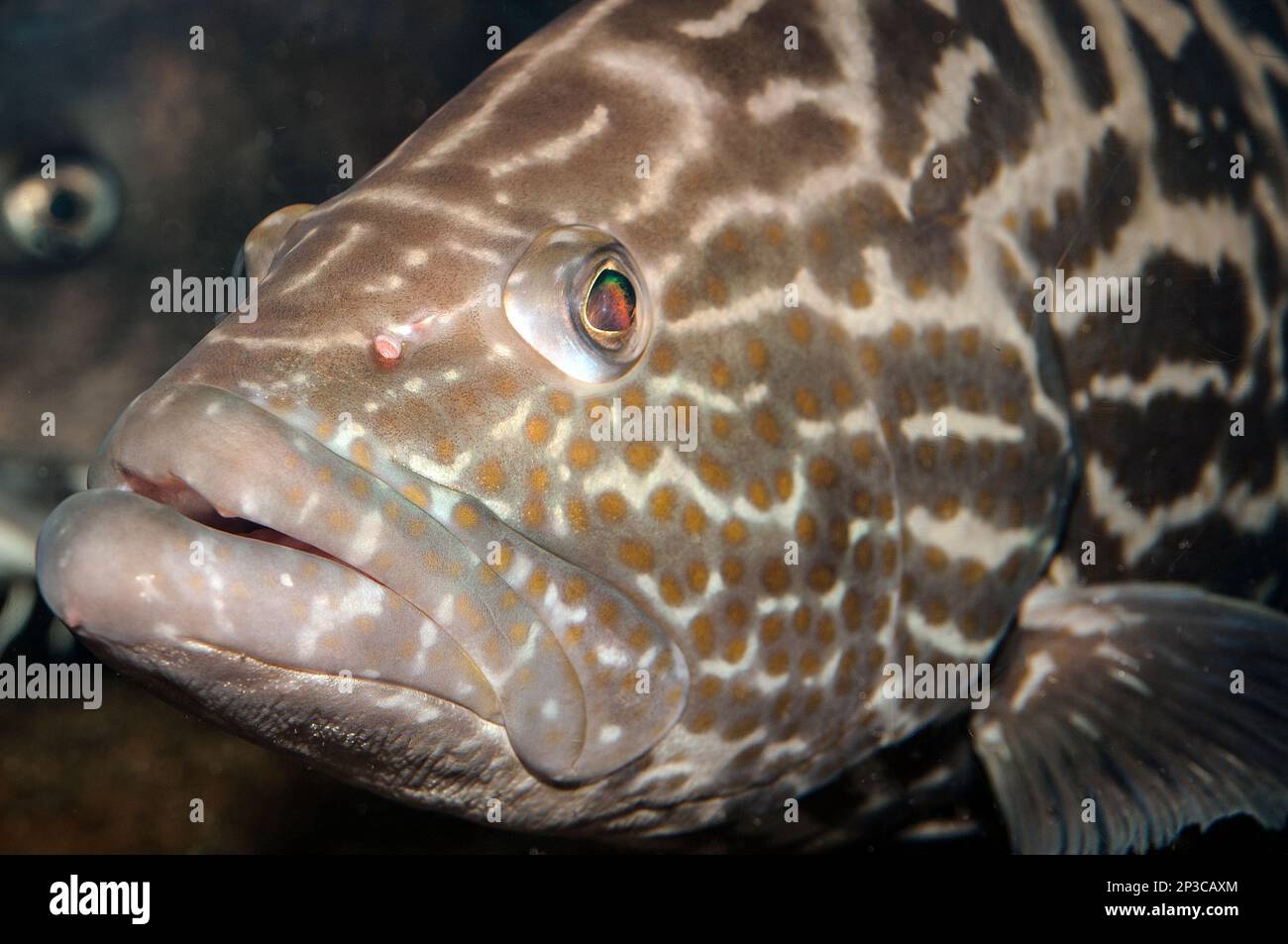 Grouper mouth hi-res stock photography and images - Alamy