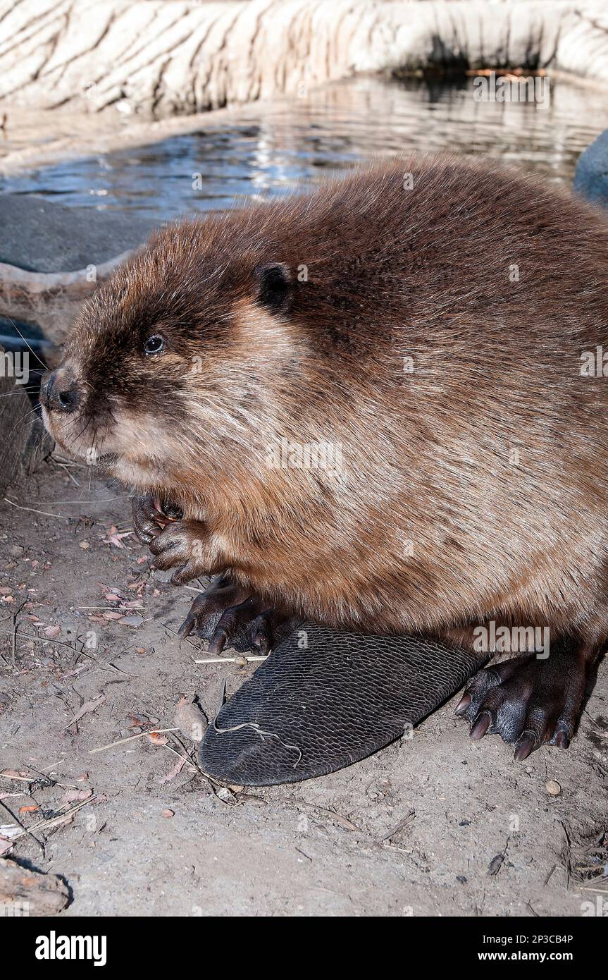North america beaver sitting hi-res stock photography and images - Alamy