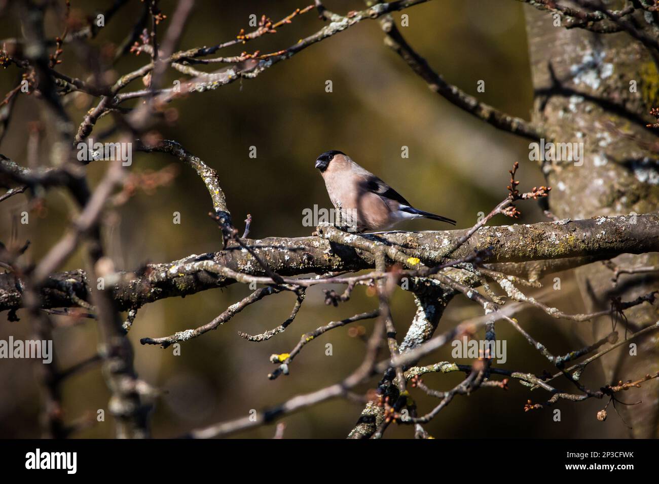 Female bullfinch (Pyrrhula pyrrhula Stock Photo - Alamy