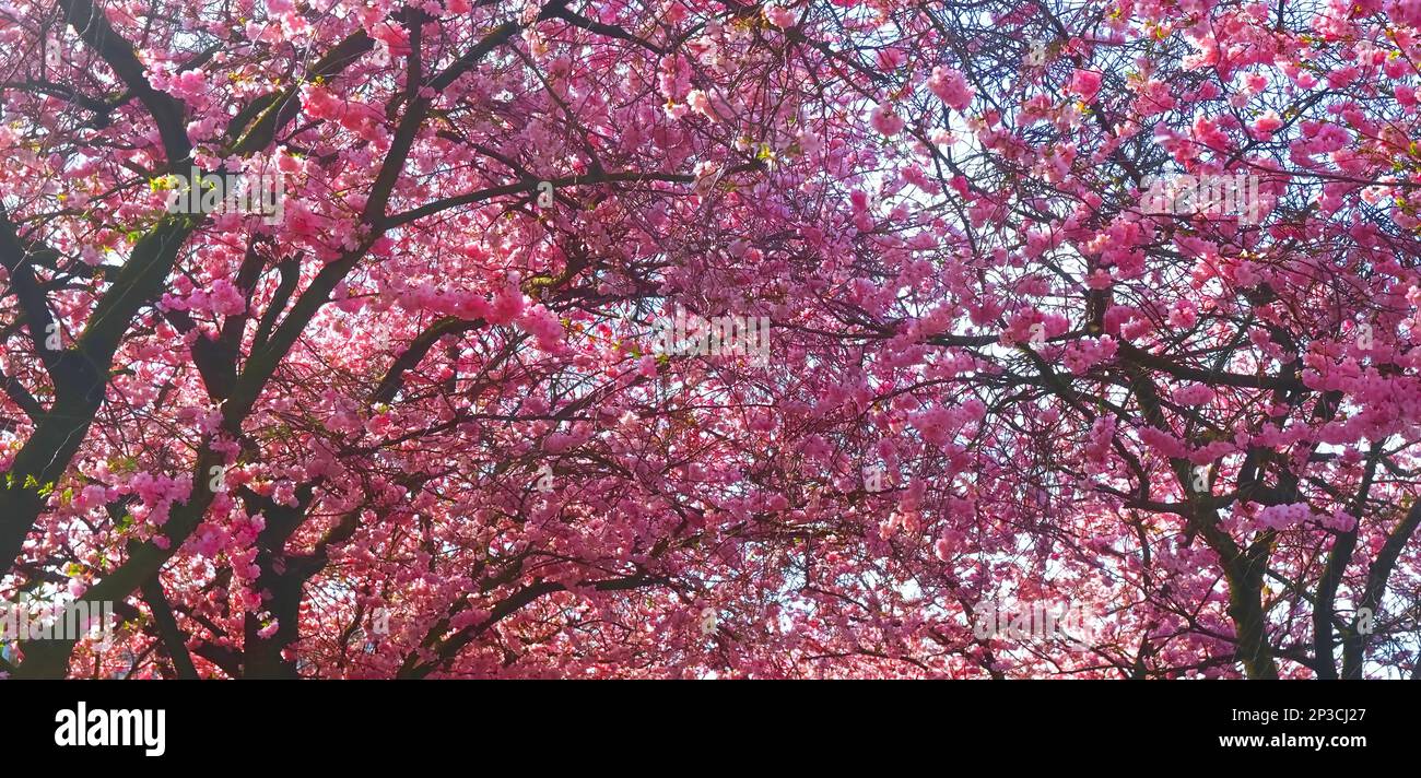 pink cherry tree blossom Stock Photo - Alamy