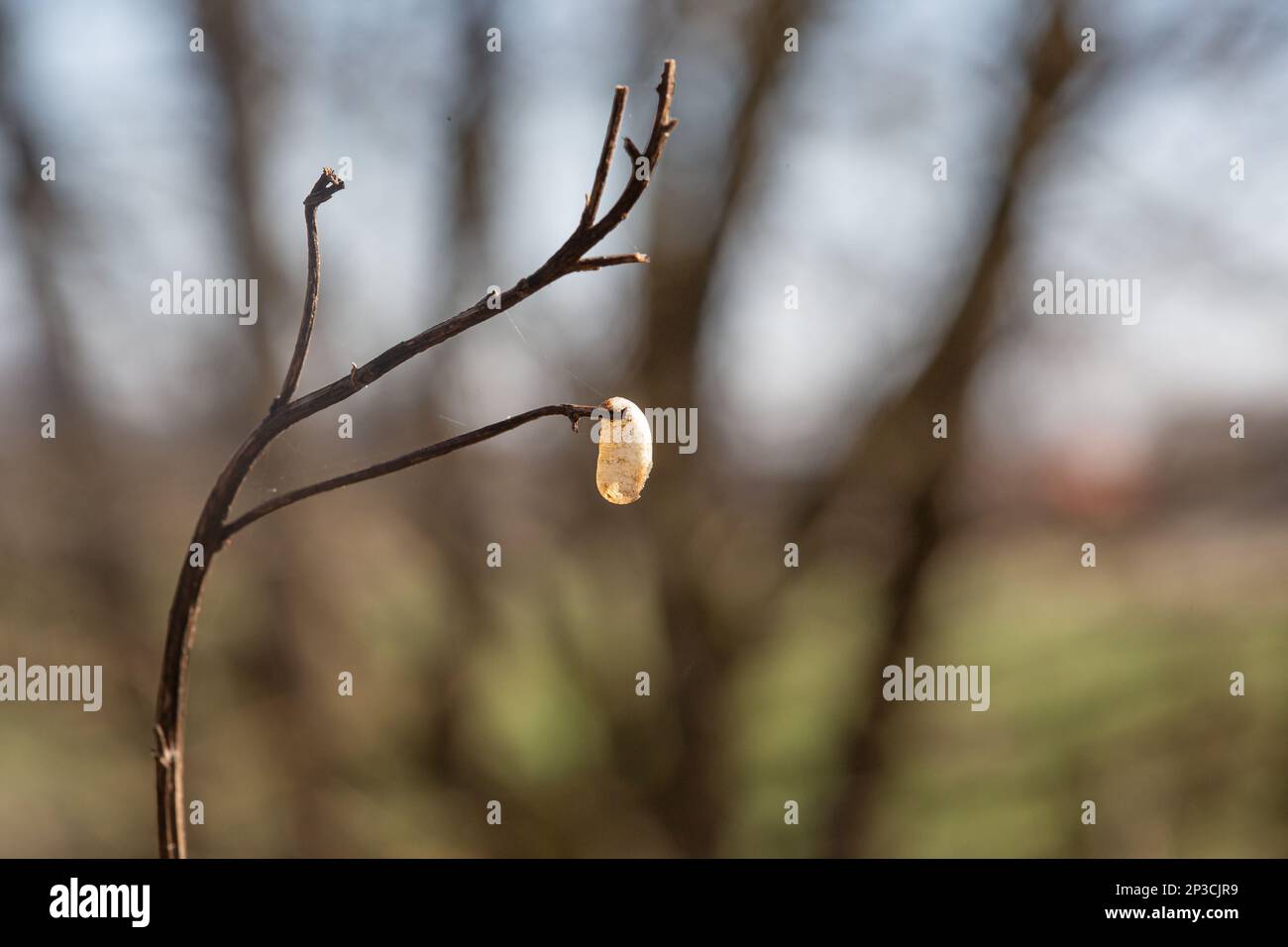 Diptera larva hatching hi-res stock photography and images - Alamy