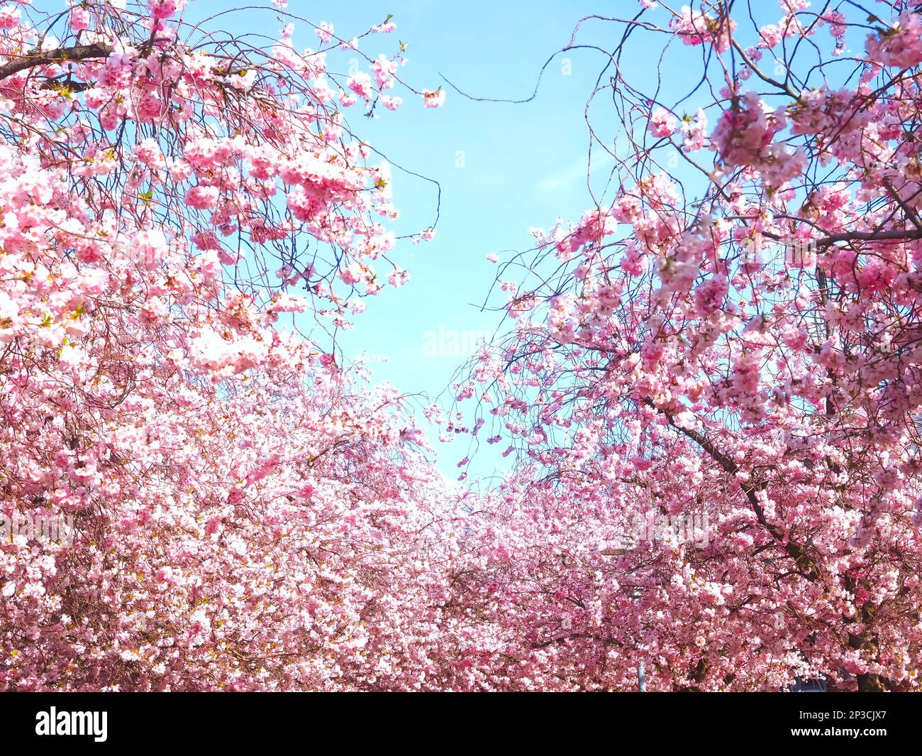 pink cherry tree blossom Stock Photo - Alamy