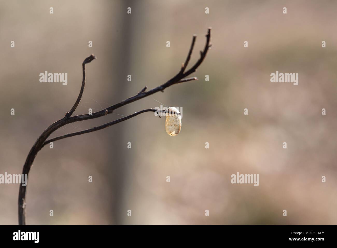 Insect - fly - cocoon found in nature, macro of hatched bug, blurred ...